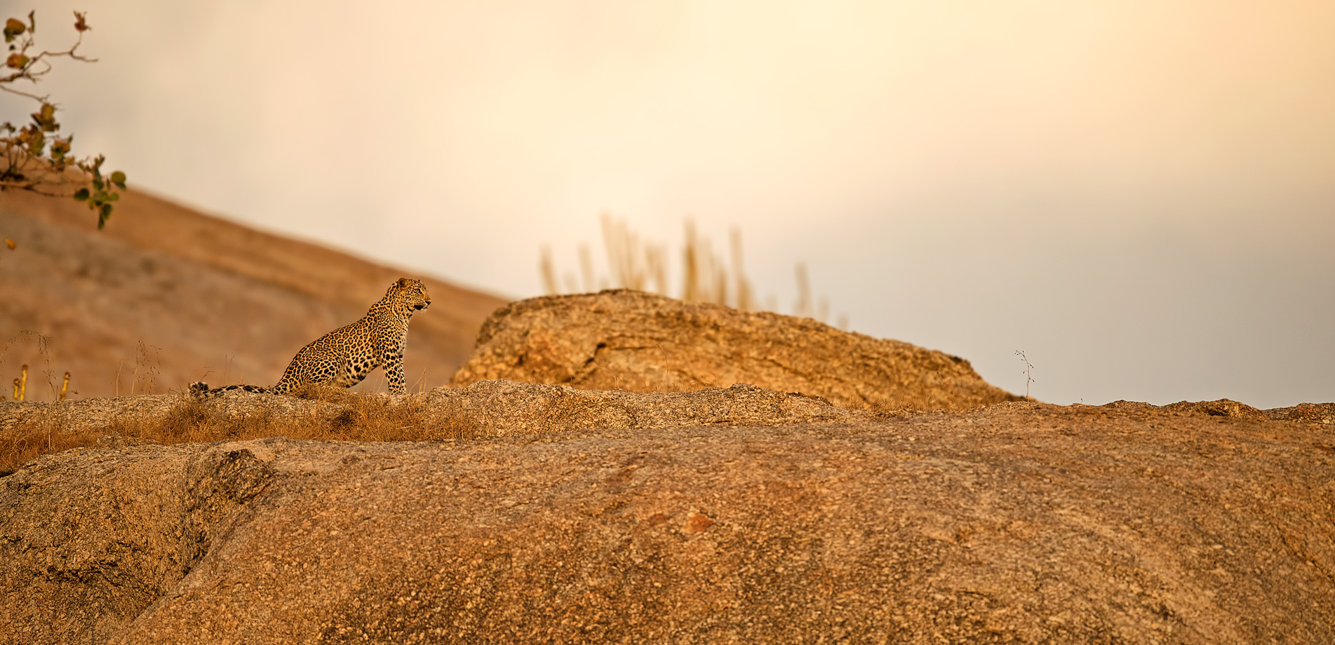 Jaiwai Leopard Camp - Jaiwai | Exotic Destinations